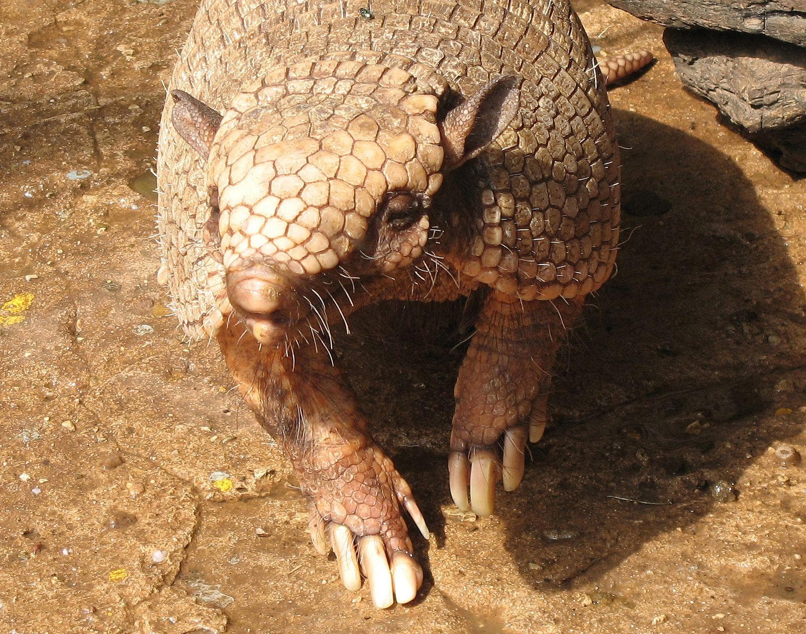 Weird Animal Feet You Have To See To Believe