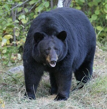 Scariest Bears List | Types of Dangerous Bear Species