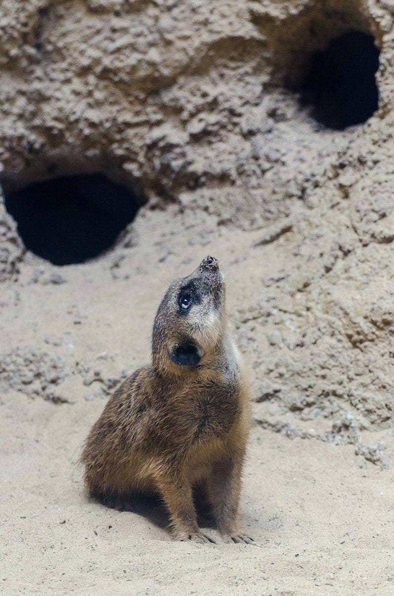 Desert Animals | Creatures That Live in Deserts