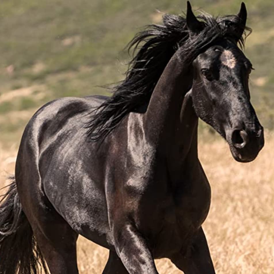 The 25+ Best Horse Characters | List of Fictional Horses