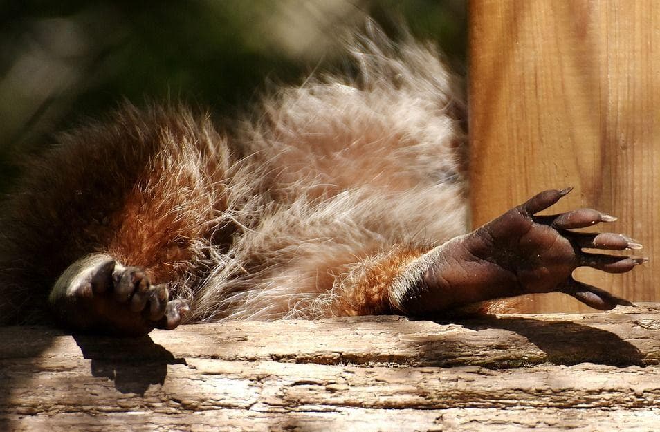 Weird Animal Feet You Have To See To Believe