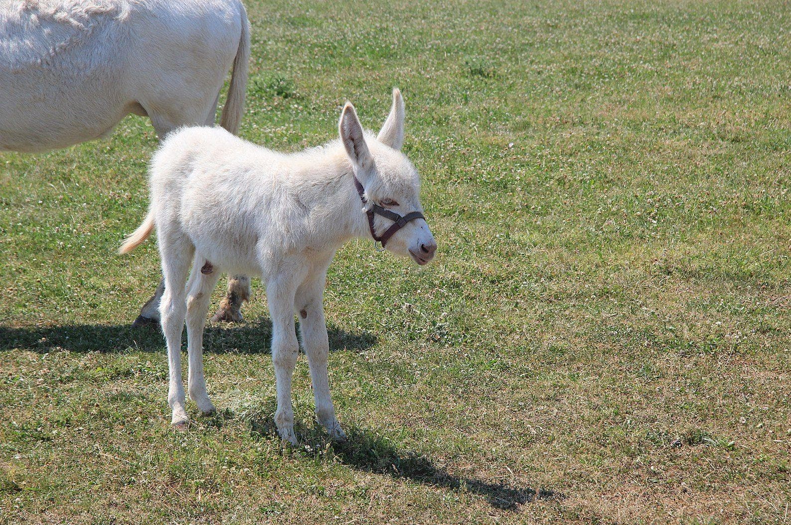 12 Extremely Rare Photos Of Albino Baby Animals