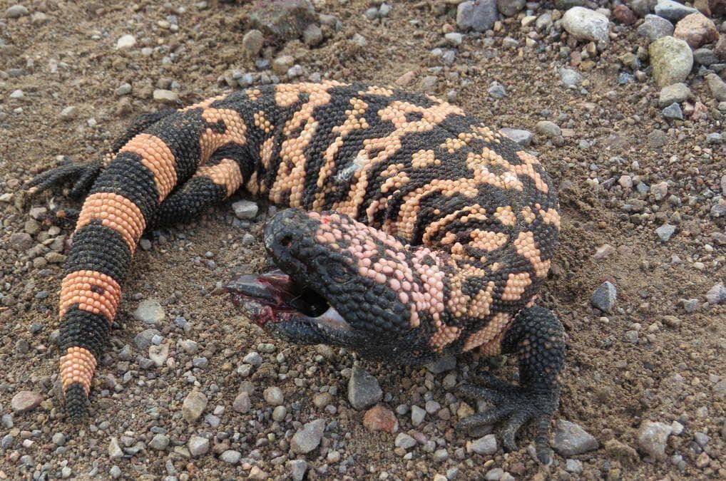 The 12 Scariest And Weirdest Animals In Arizona