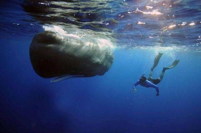 Scariest Deep Sea Creatures, Ranked By How Horrifying They Are