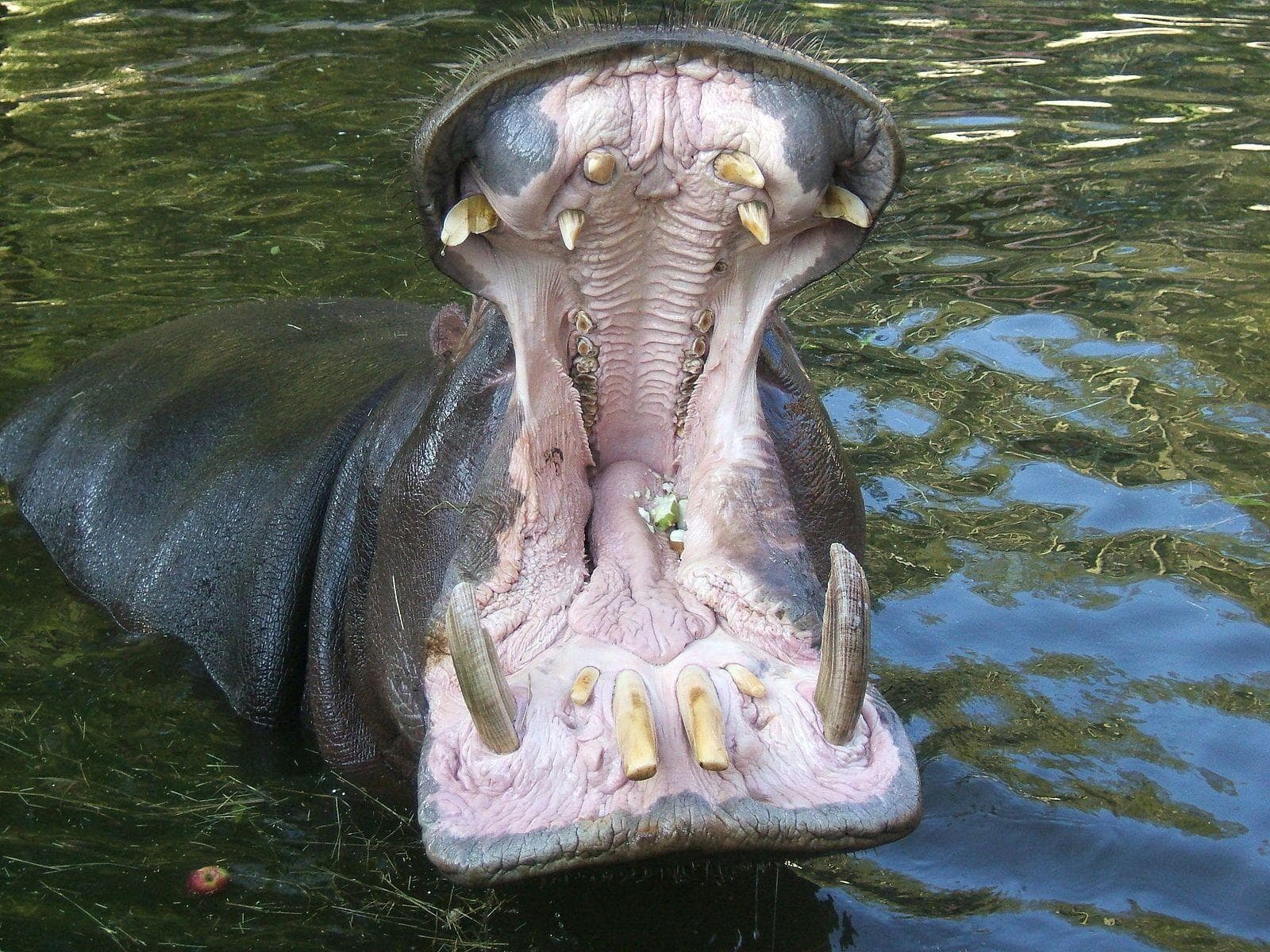 15 Terrifying Animal Mouths That Are Upsetting To Even Look At