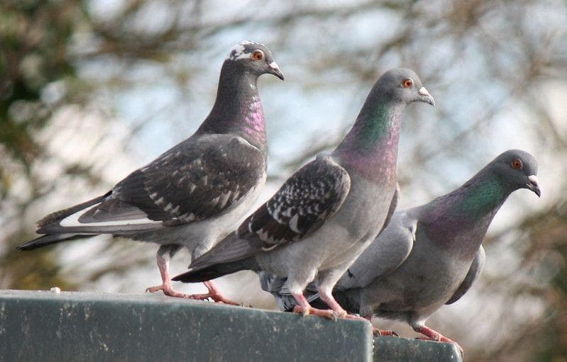 13 Animals That Thrive In Cities Even Better Than Humans Do