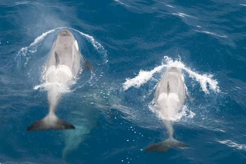 The 14 Most Dangerous Sea Animals, Ranked