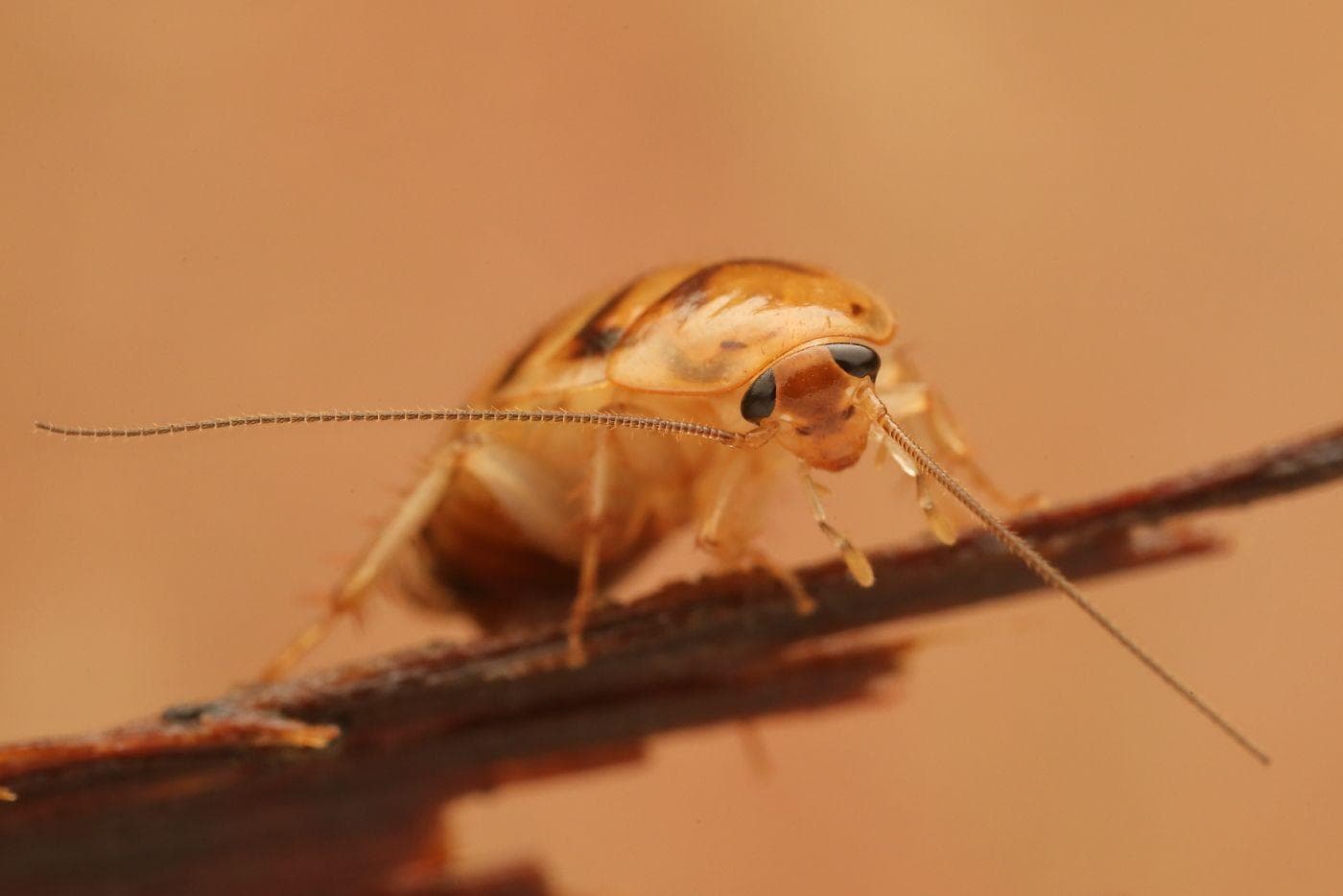 The 14 Most Annoying Insects, Ranked