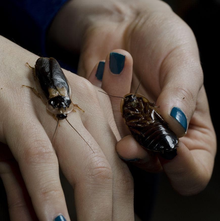 13 Weird Insect Facts That Will Creep You Out