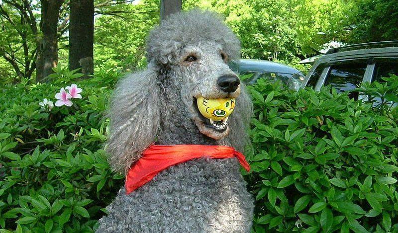 The Most Popular Dog Breed In The US During Each Decade Since 1900