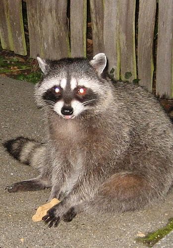 Best Songs with an Animal in the Title