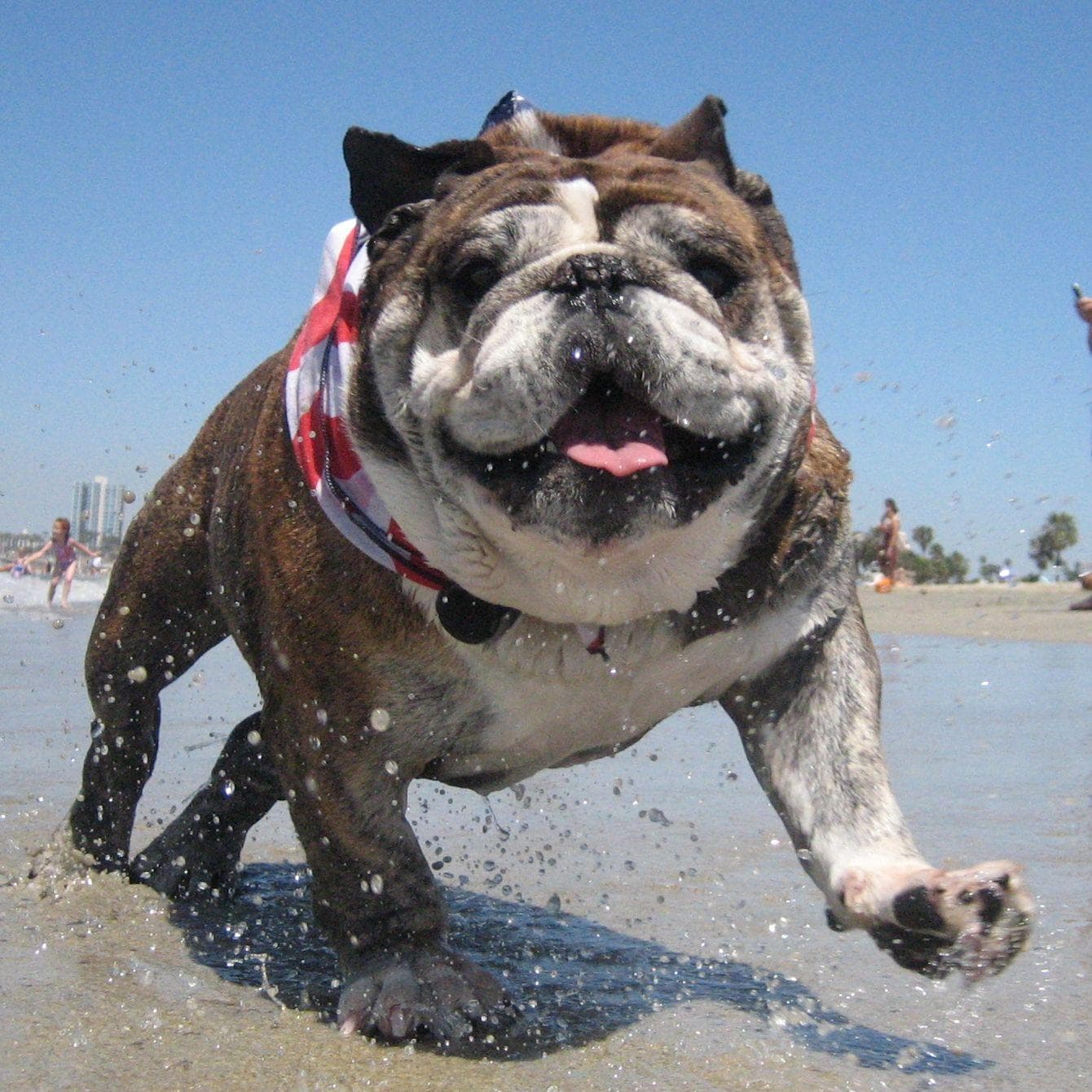 Which Dog Breed Should You Get, Based On Your Zodiac Sign?