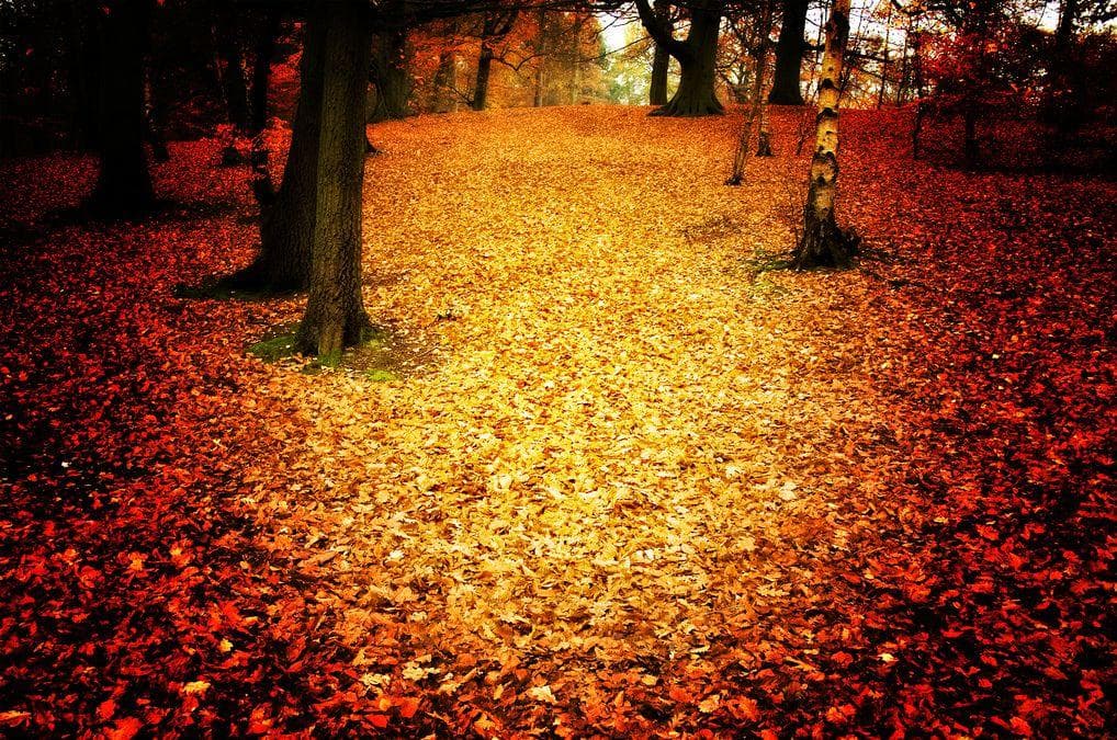 Most Beautiful Colors | List of Prettiest, Most Popular Colors