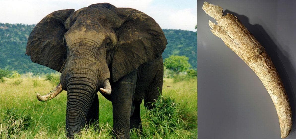 These Animals Will Be Poached Into Extinction Within Your Lifetime