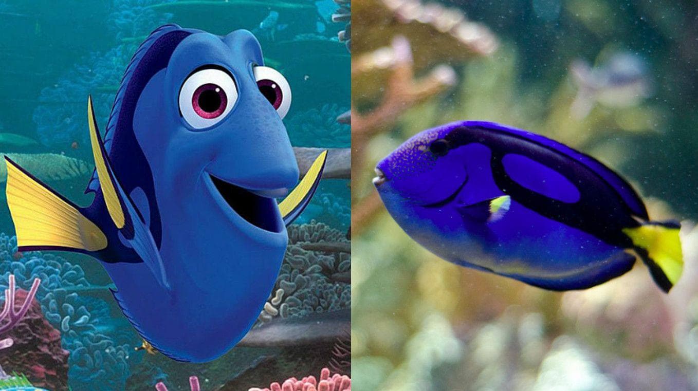 What The Species In 'Finding Dory' Look Like In Real Life