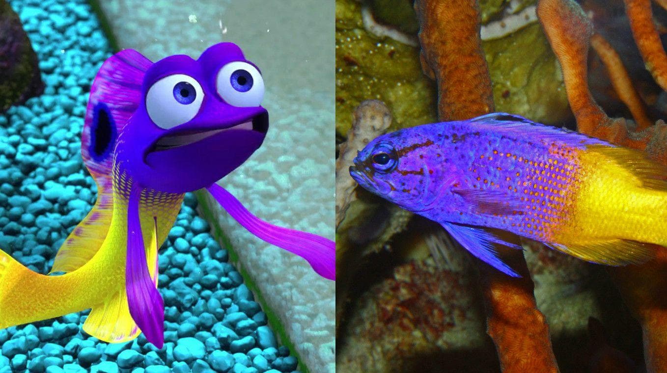 Royal Gramma In Finding Nemo