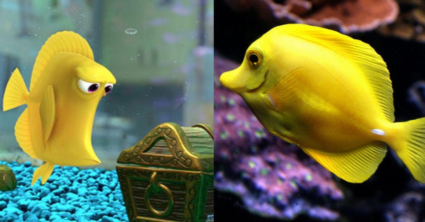 Yellow Tang Finding Nemo Finding Nemo Wikipedia