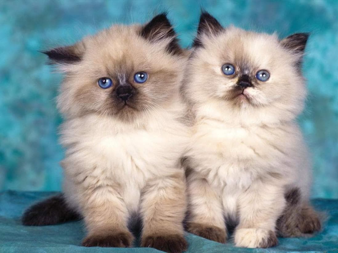 The 28 Cutest Kitten Breeds w/ Pictures, Ranked By Cat Lovers