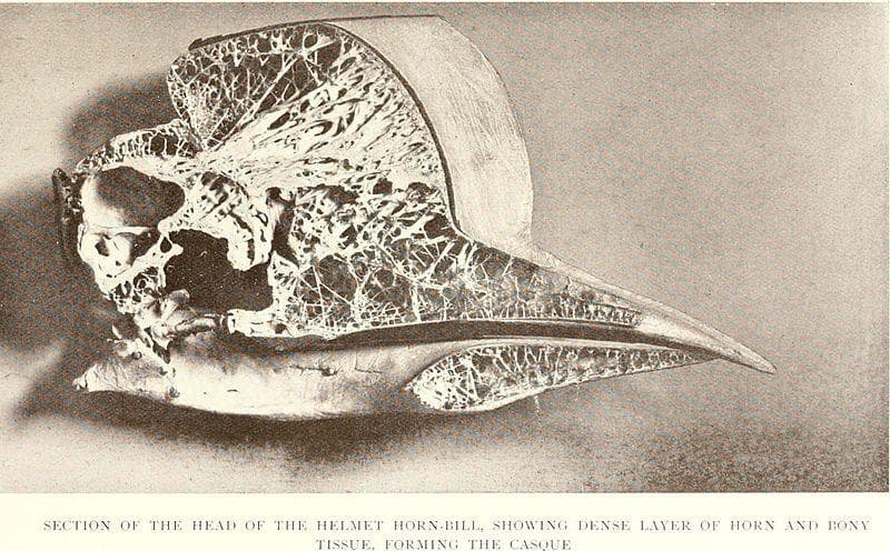 Wild-Looking Animal Skeletons That Made Us Say 'Whoa'