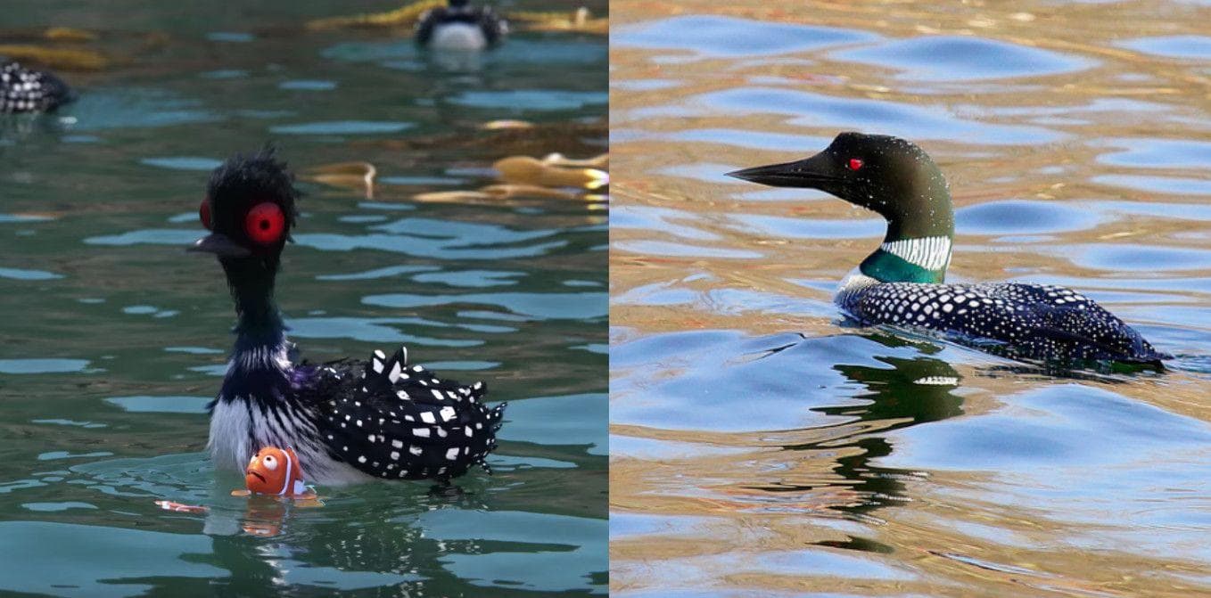 What The Species In 'Finding Dory' Look Like In Real Life