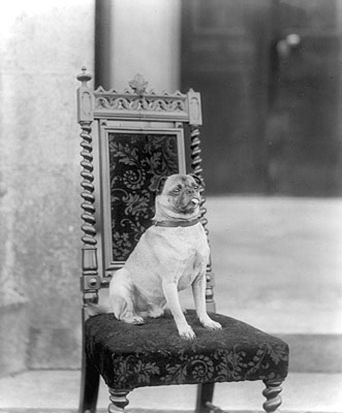19 Fascinating Photos Of What Dog Breeds Used To Look Like