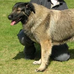 9 Territorial Dog Breeds That Are Popular Pets