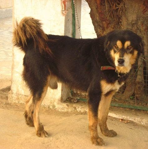 9 Territorial Dog Breeds That Are Popular Pets