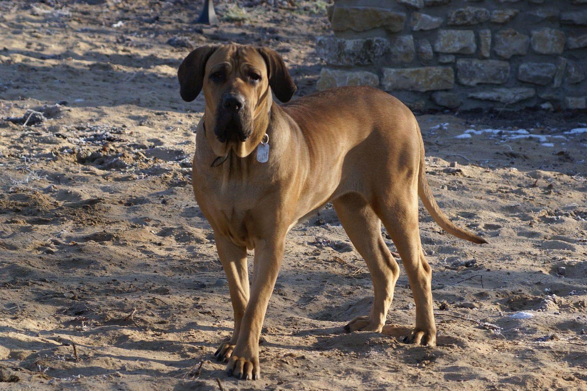 Scariest Dogs List | Types of Scary Dog Breeds