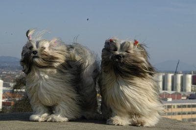 Weird History Readers Share Their Thoughts On Underrated Dog Breeds