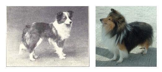 Fascinating Photos Of What Dog Breeds Looked 100 Years Ago Vs. Today