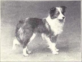 19 Fascinating Photos Of What Dog Breeds Used To Look Like