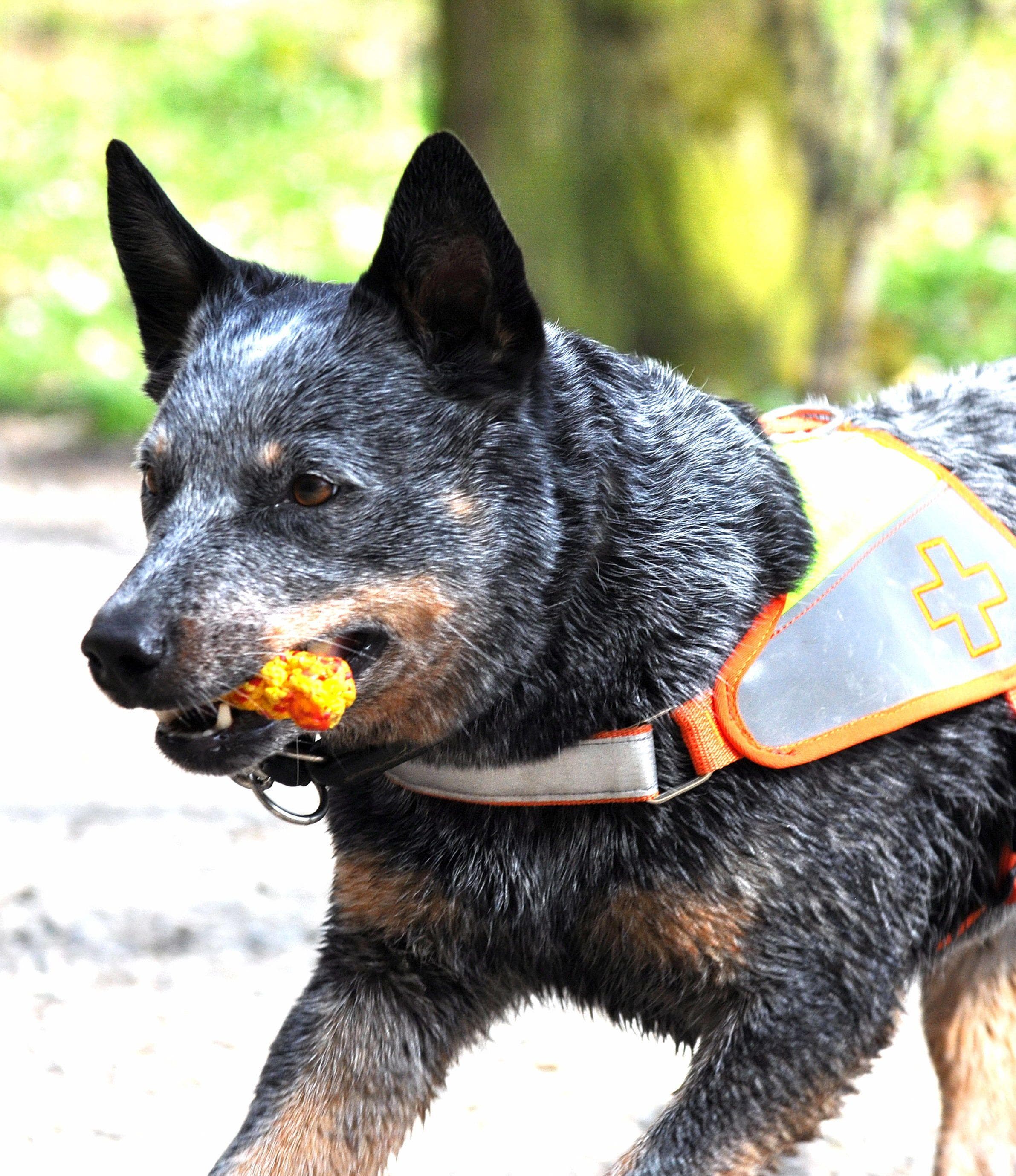 These Are The Most Intelligent Dog Breeds, According To Research