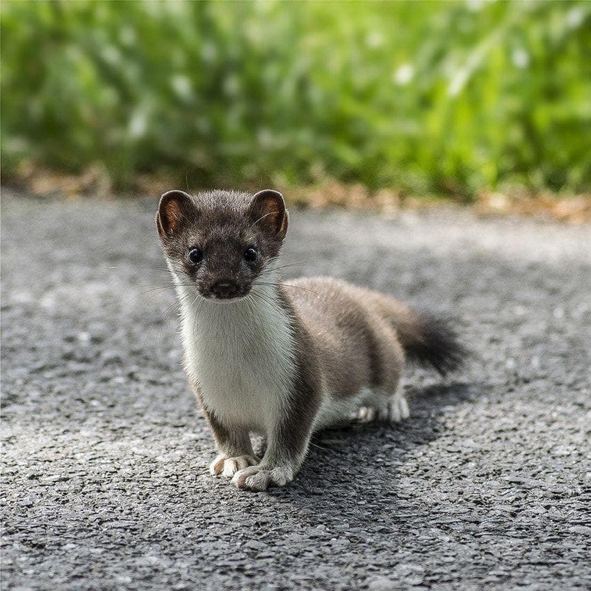 11 Animals That Kill For No Reason