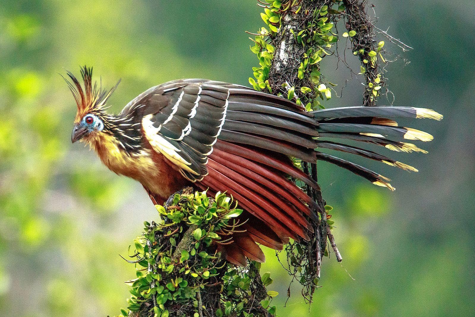 The Most Interesting Birds on Earth You've Never Seen Before