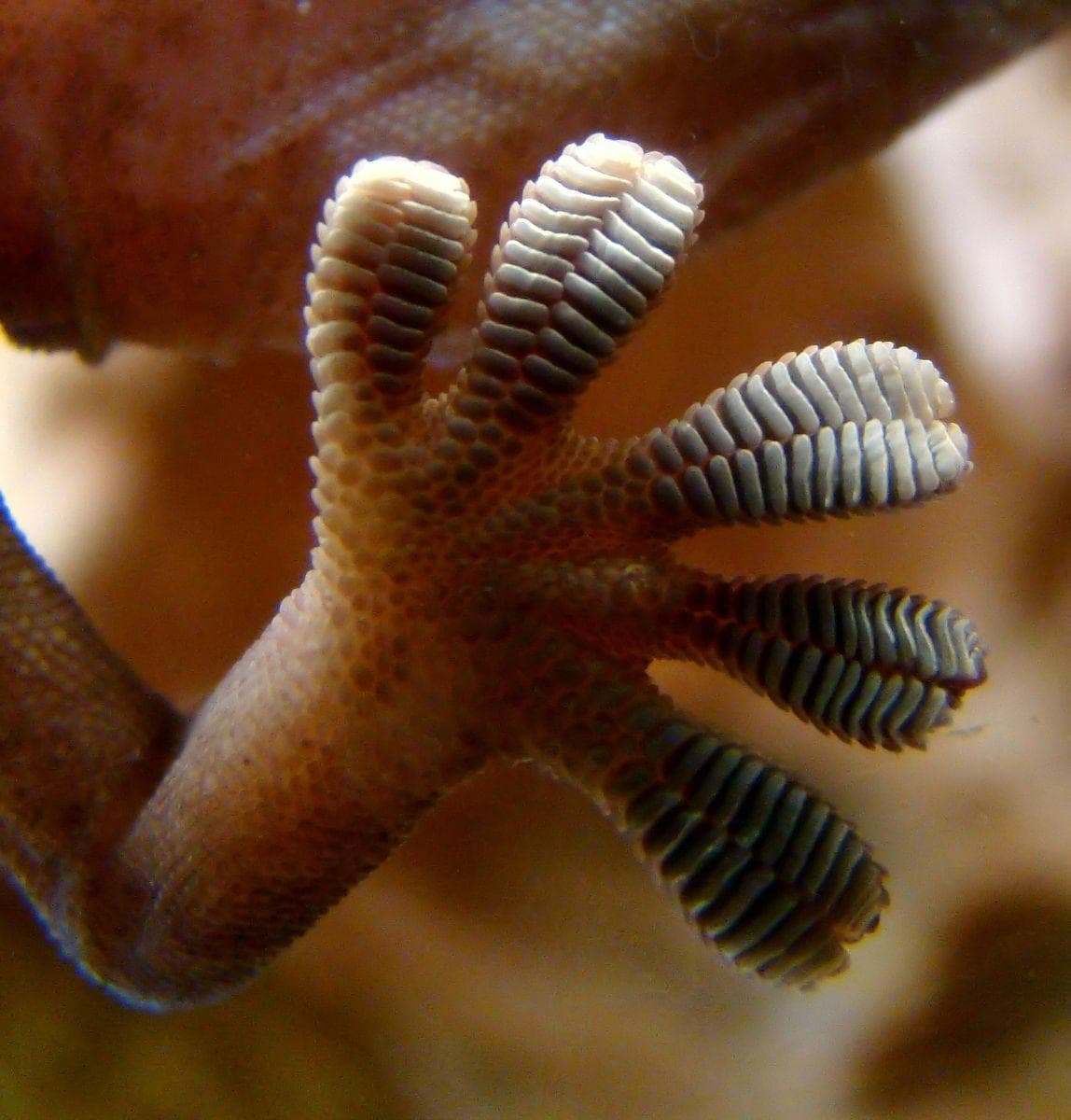 Weird Animal Feet You Have To See To Believe