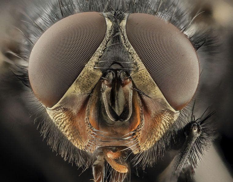 24 Disturbing Close-Up Pictures Of Insect Faces
