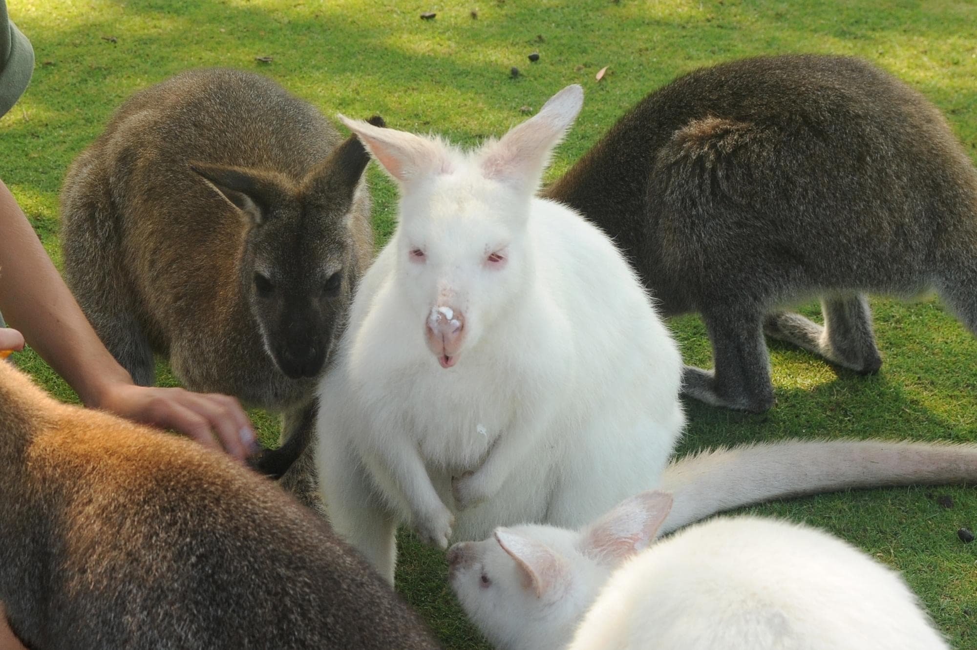 Albino Animal Pictures | Photo Gallery of Cute Leucistic Animals