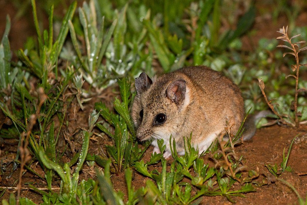 25 Interesting Facts About Marsupials
