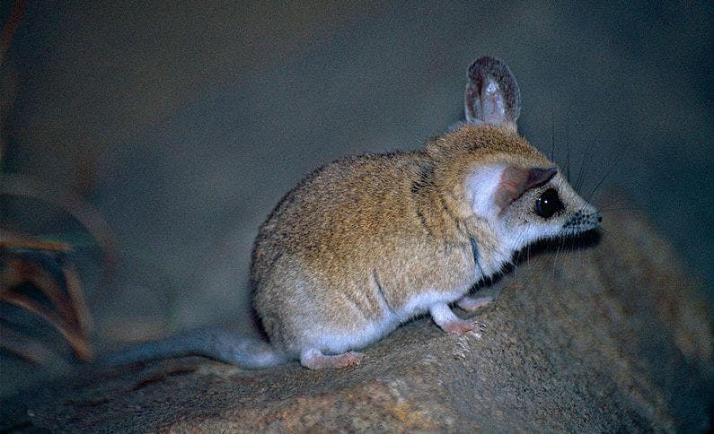 The Cutest Marsupials You've Never Heard Of