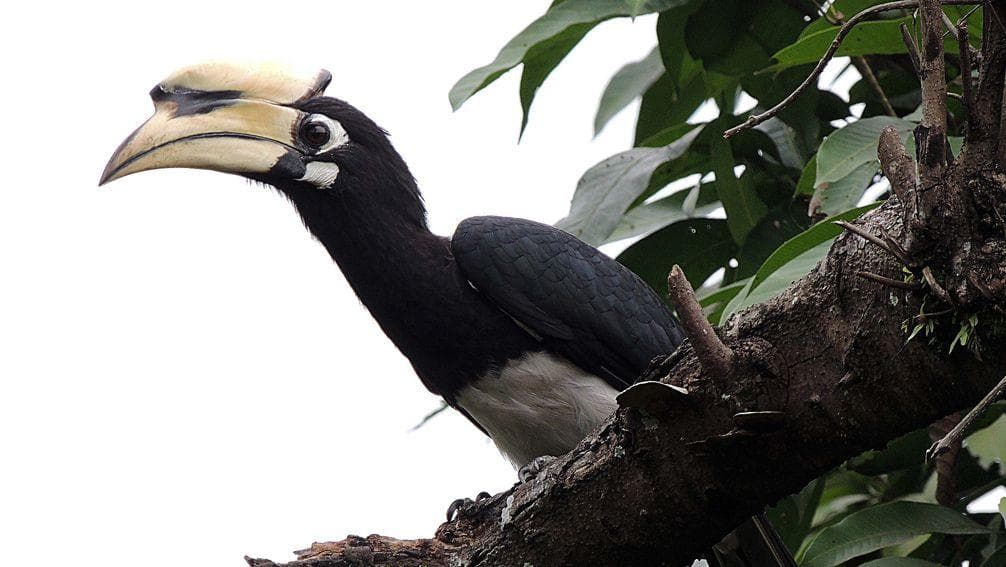 17 Birds That Have Truly Weird Beaks (Photos)