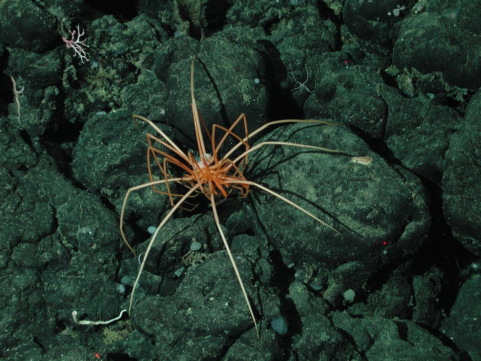 15 Crazy Animals Of The Arctic & Antarctic