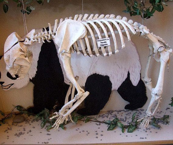 What Skeletons of Cute Animals Look Like
