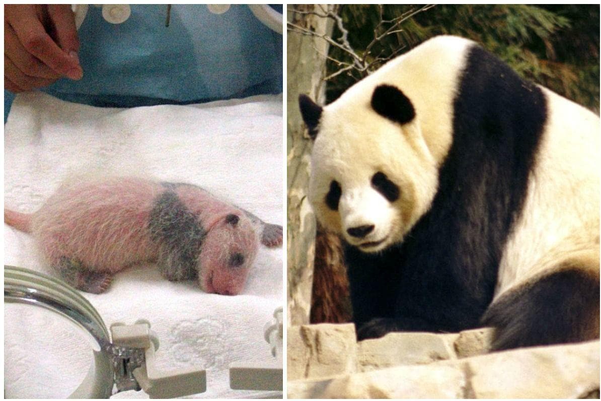 15 Pictures Of Animals As Babies Vs. Full Grown