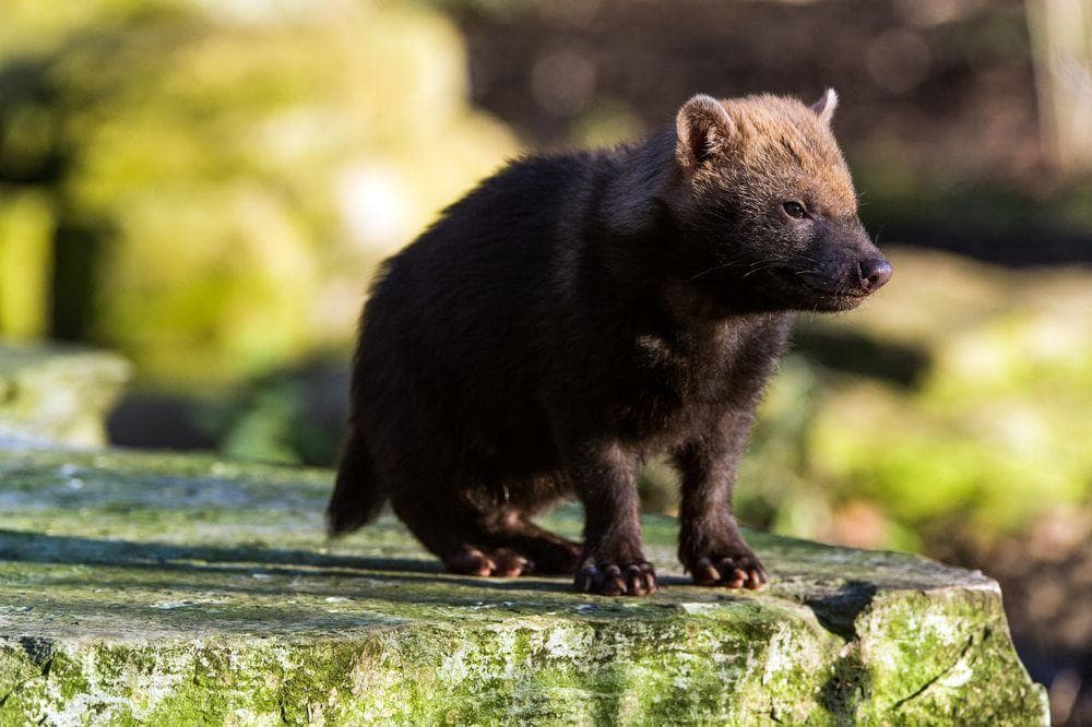 14 Wild Dog and Cat Species That Are Amazingly Rare