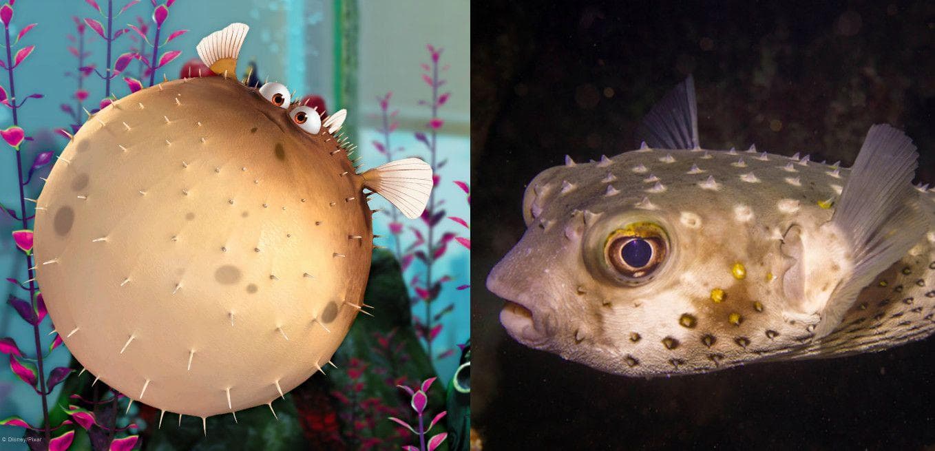 What The Species In 'Finding Dory' Look Like In Real Life