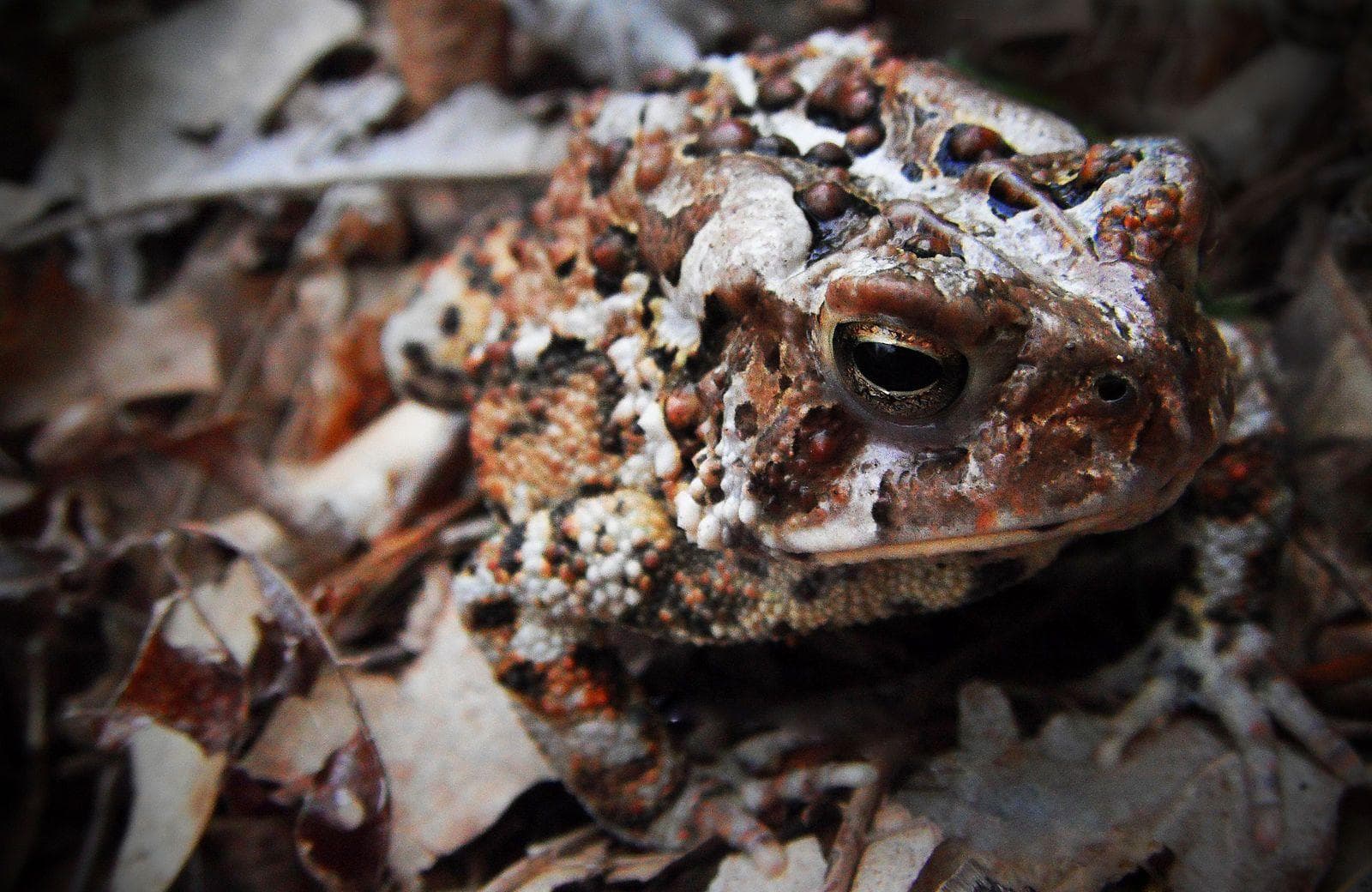 The Top 10+ Most Poisonous Frogs & Toads In The World