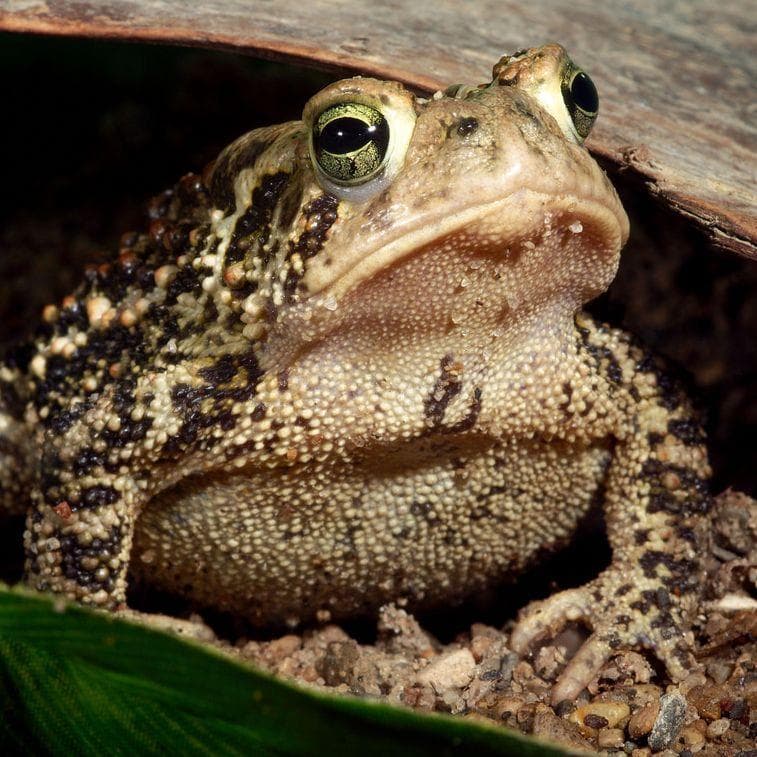 The Top 10+ Most Poisonous Frogs & Toads In The World