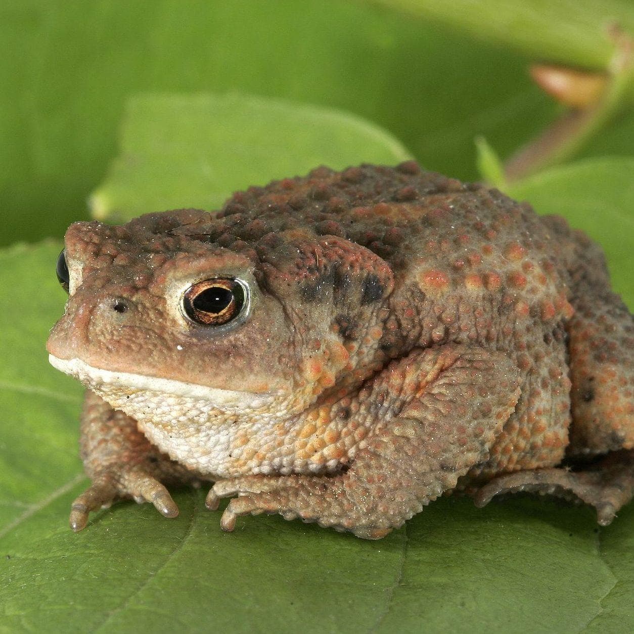 The Top 10+ Most Poisonous Frogs & Toads In The World