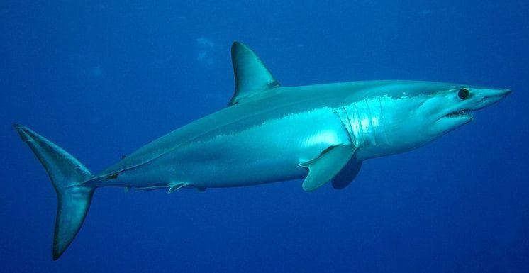 Scariest Sharks List | Types of Dangerous Shark Species