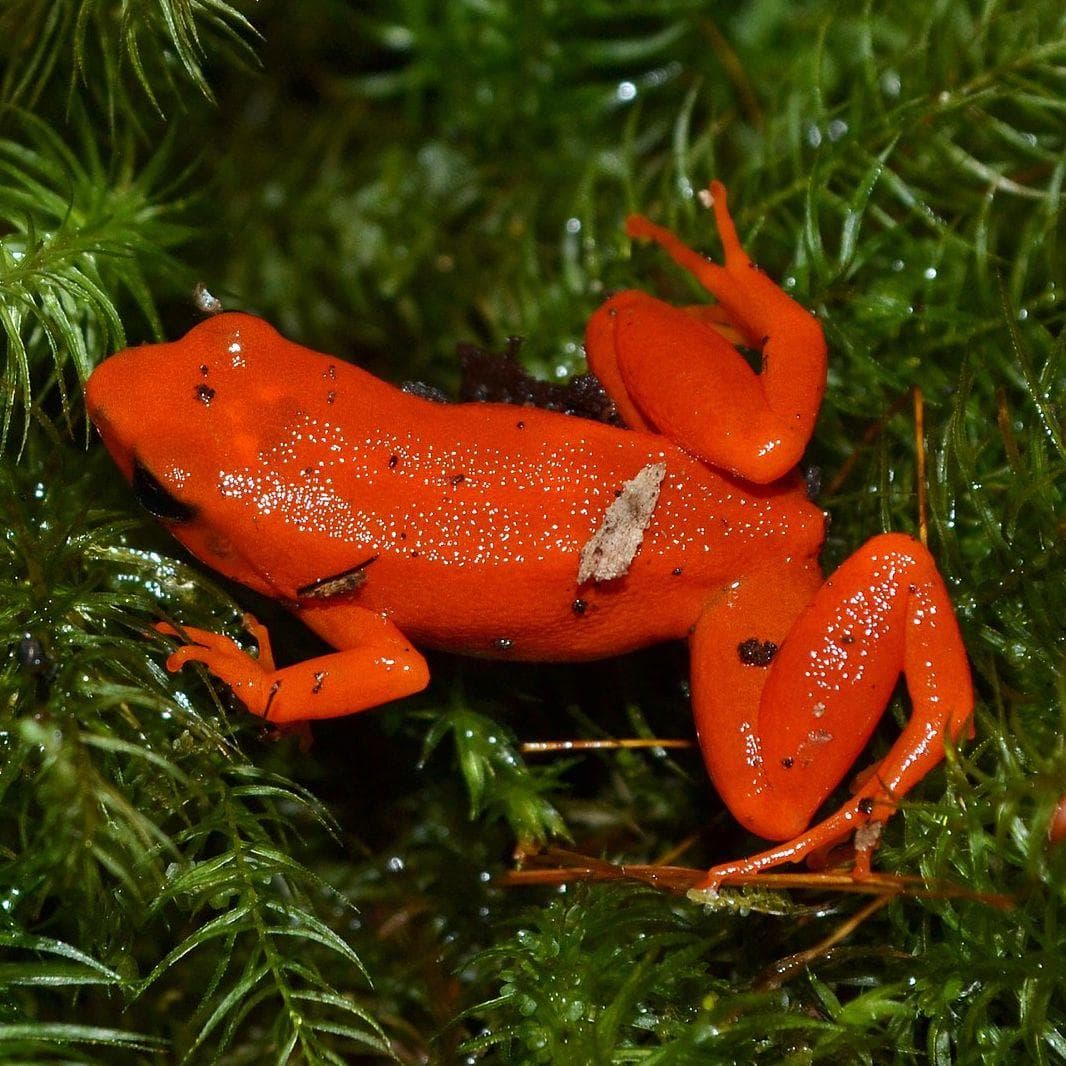 The Top 10+ Most Poisonous Frogs & Toads In The World